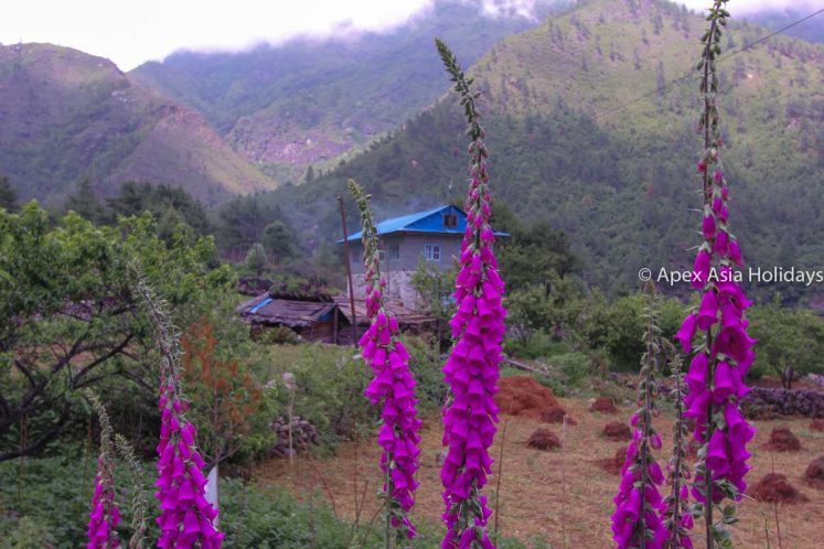 Everest Panorama Trek | A Short Trek of Nepal - Apex Asia Holidays